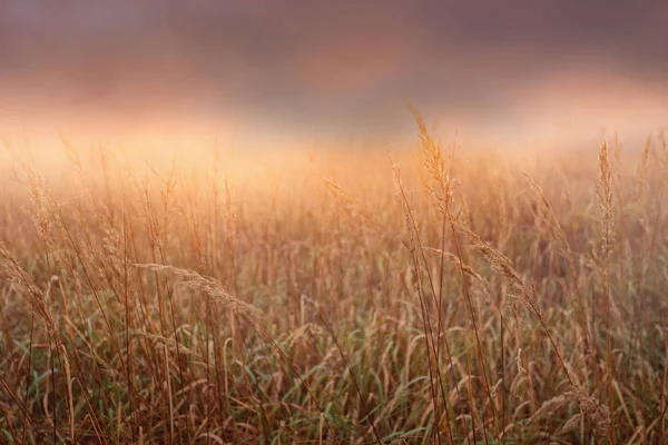 Field guide Stock Photos, Royalty Free Field guide Images | Depositphotos