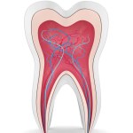 Render Tooth Gums Nerves Blood Vessels White Background Stock Photo by ...
