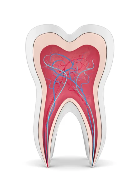 Render Tooth Cross Section Nerves Blood Vessels White Background Stock ...