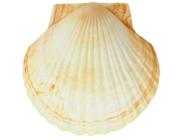 ᐈ A clam shell stock pictures, Royalty Free clam shell images ...