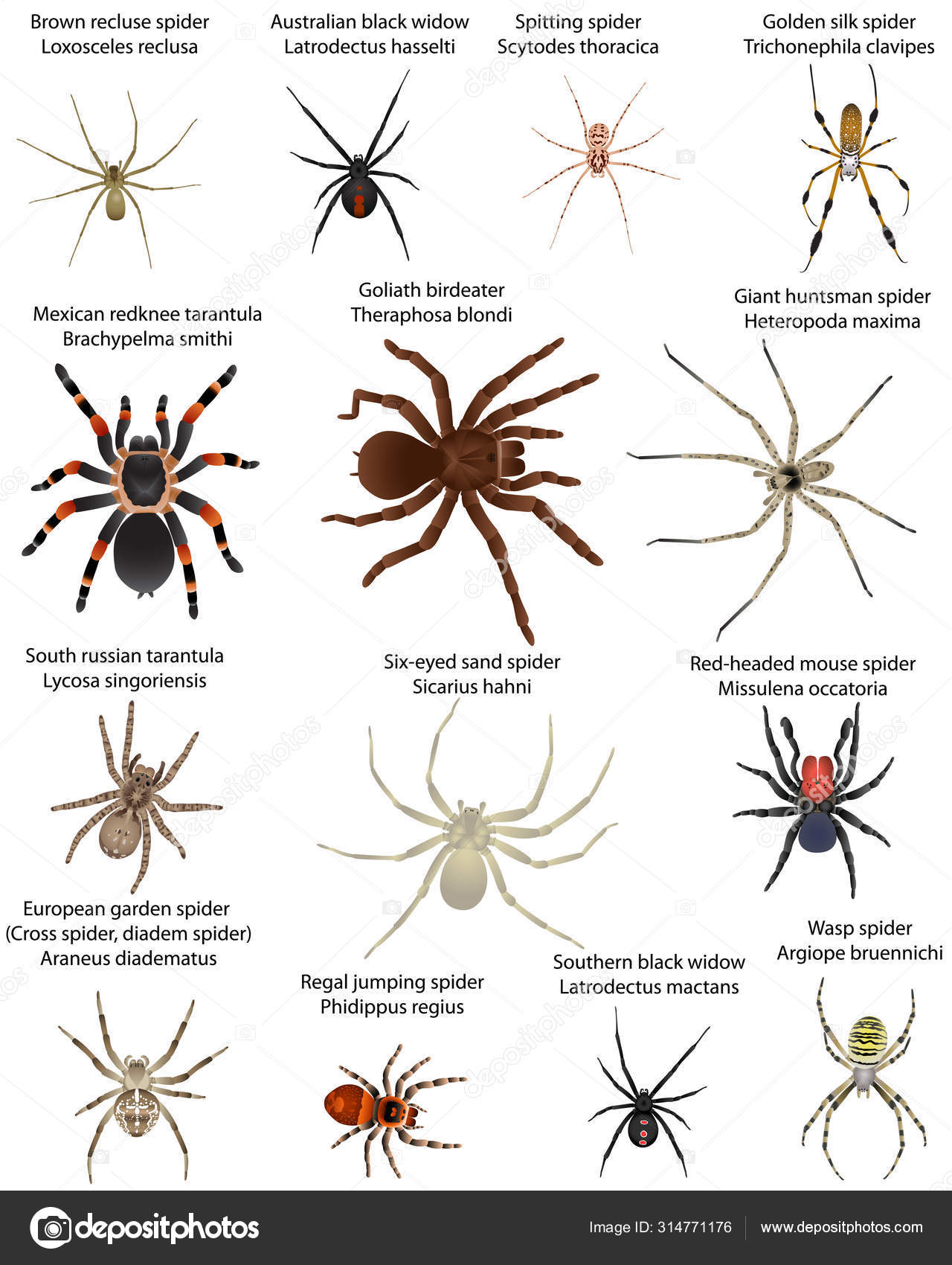 Collection Different Species Spiders Colour Image Stock Vector by ...