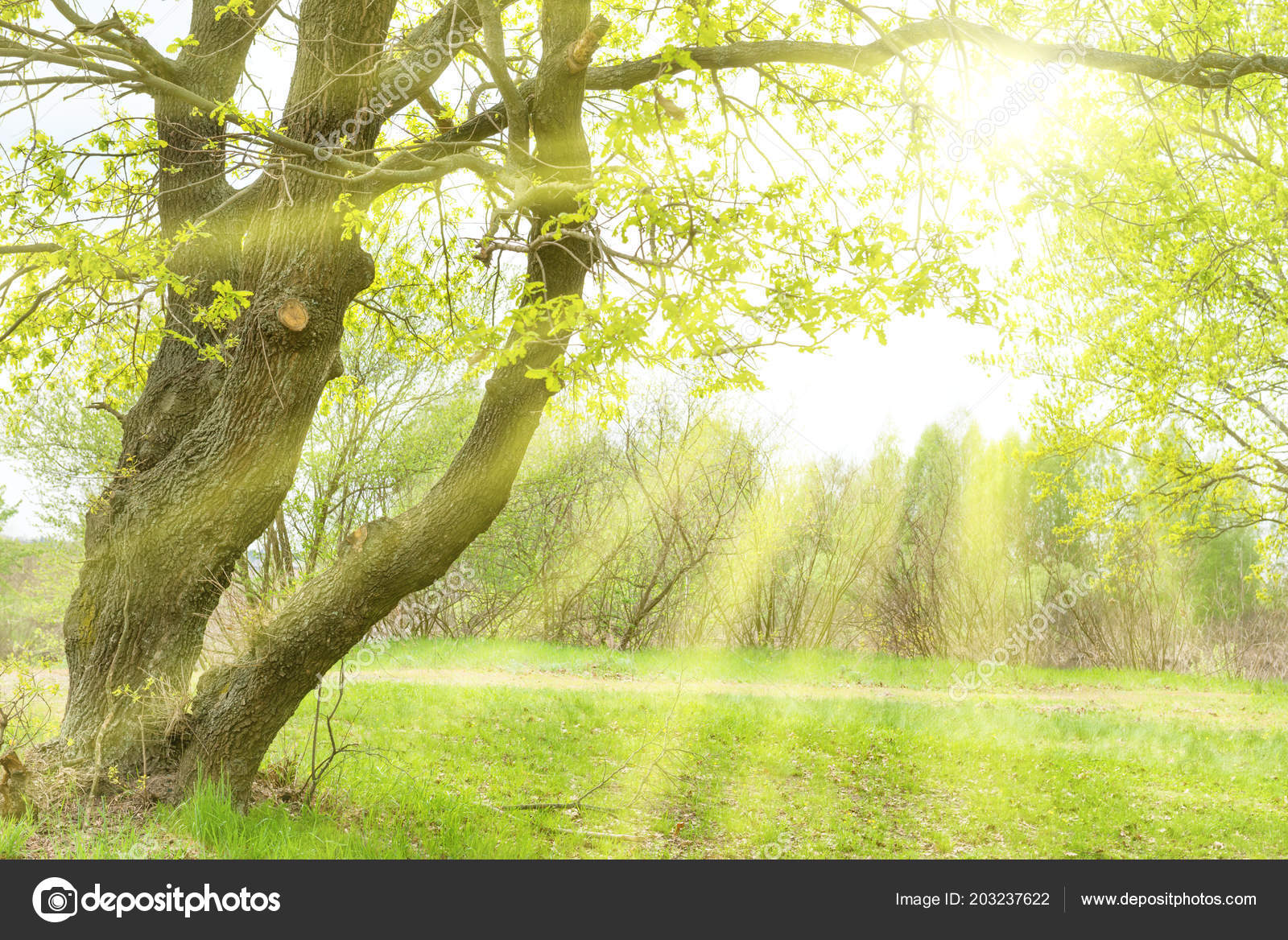 Green Park Sun Oak Trees Grass Sunny Lawn Stock Photo by ©dovapi 203237622