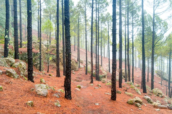 Foggy pine forest at red slopes with stones. Nature lanscape - Stock ...