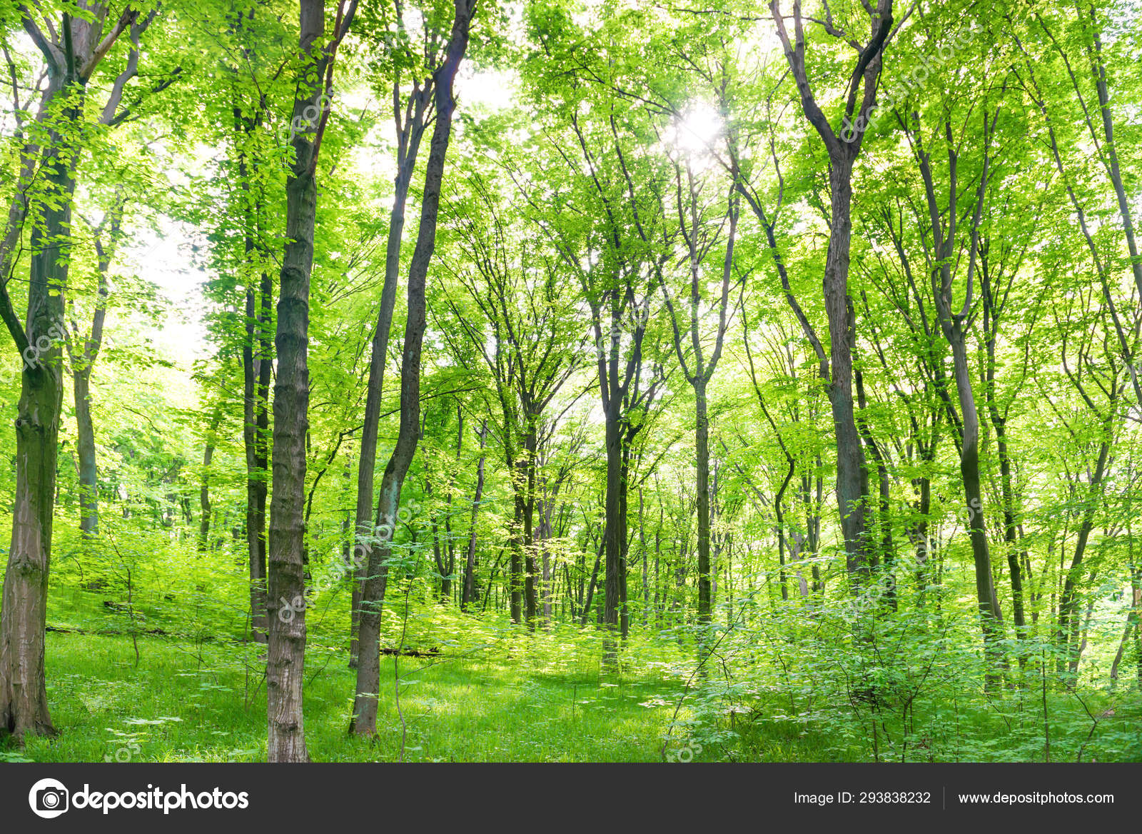 Floresta verde com árvores — Fotografia de stock © dovapi #293838232