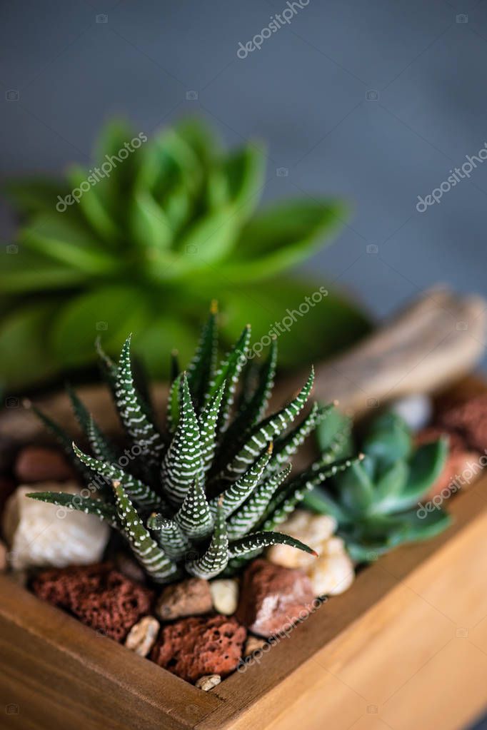 Planta Perle Von Nurnberg en un vaso como composición de regalo 2024