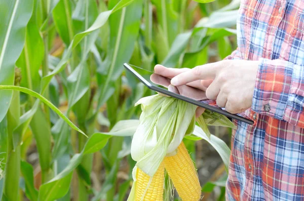 Farmer using tablet computer for inspecting maize corn field - Stock ...