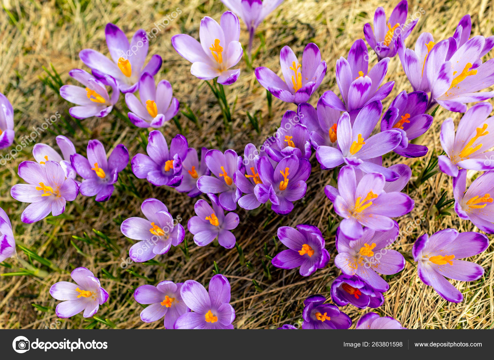 Early Spring Flowers Wallpaper
