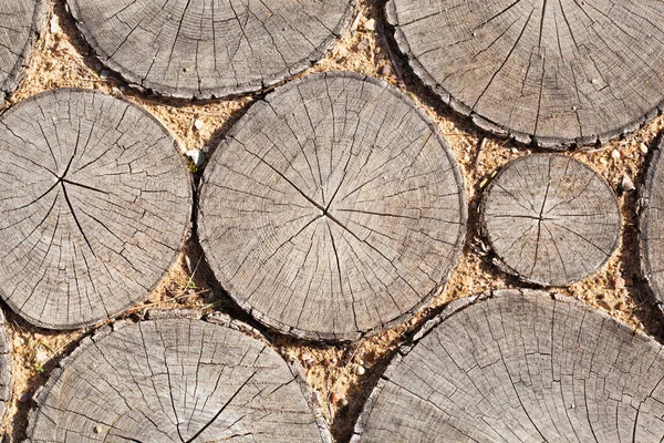tree stumps background Trees cut section Wood texture of cute tree ...