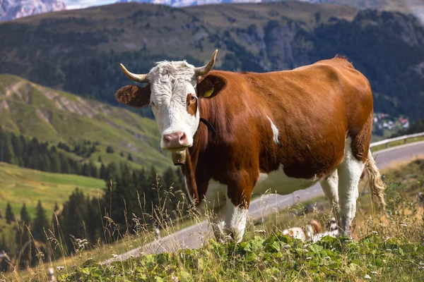 Paisaje vaca italia Stock Photos, Royalty Free Paisaje vaca italia ...