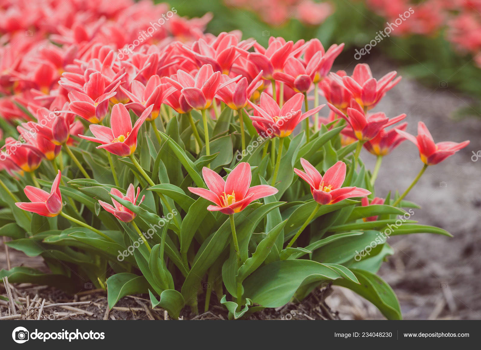 Famous Dutch Flower Fields Flowering Rows Red Tulips Netherland Stock ...