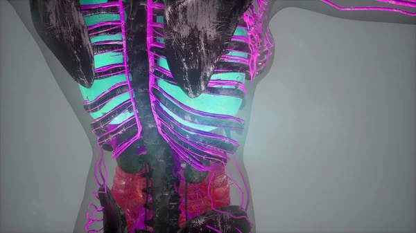 science anatomy tomography scan of human body - Stock Image - Everypixel