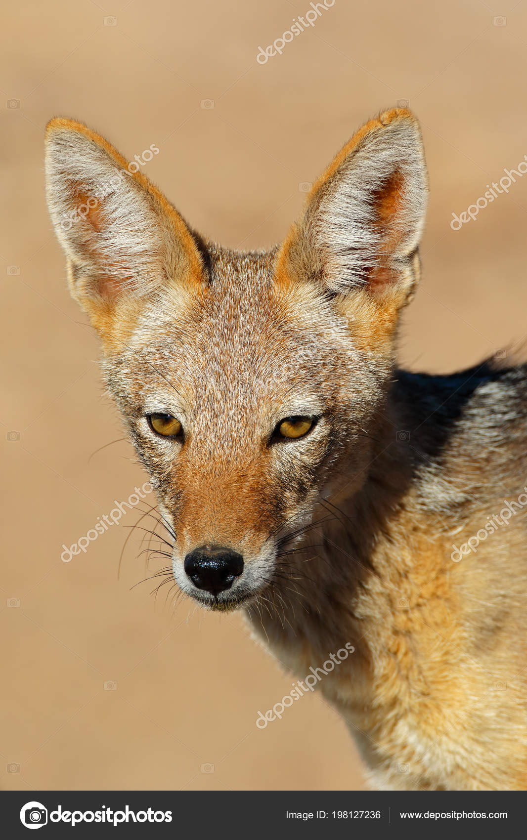 African Jackal Face