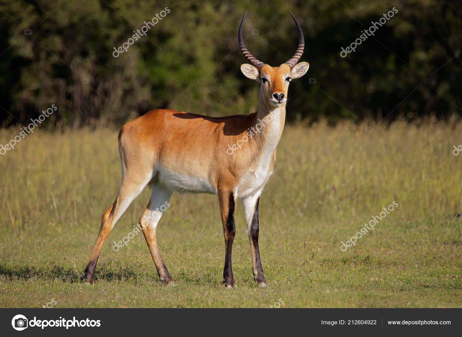 Antílope Macho Lechwe Rojo Kobus Leche Hábitat Natural Sur África ...