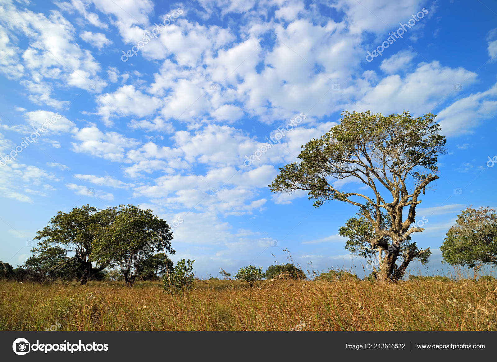 African Grassland Trees