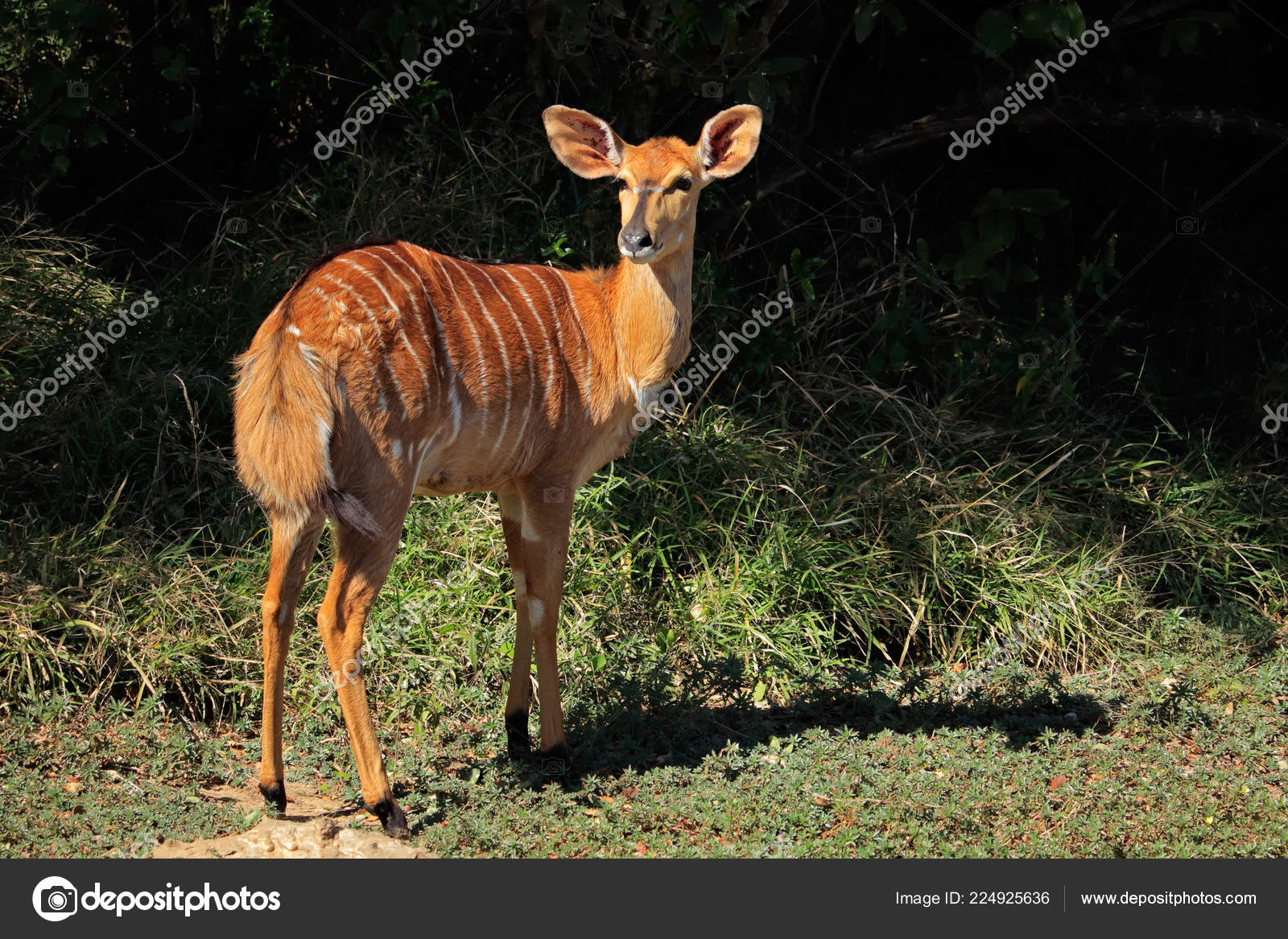 South African Deer