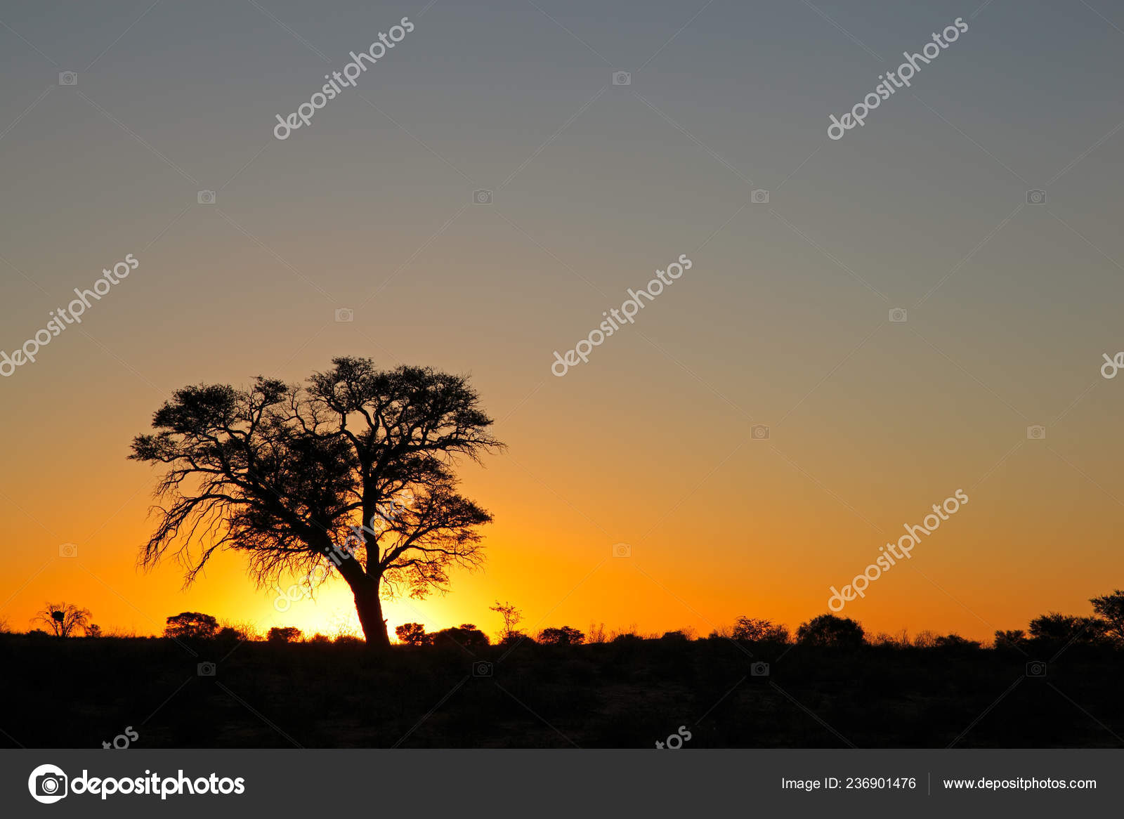 Kalahari Desert Sunset