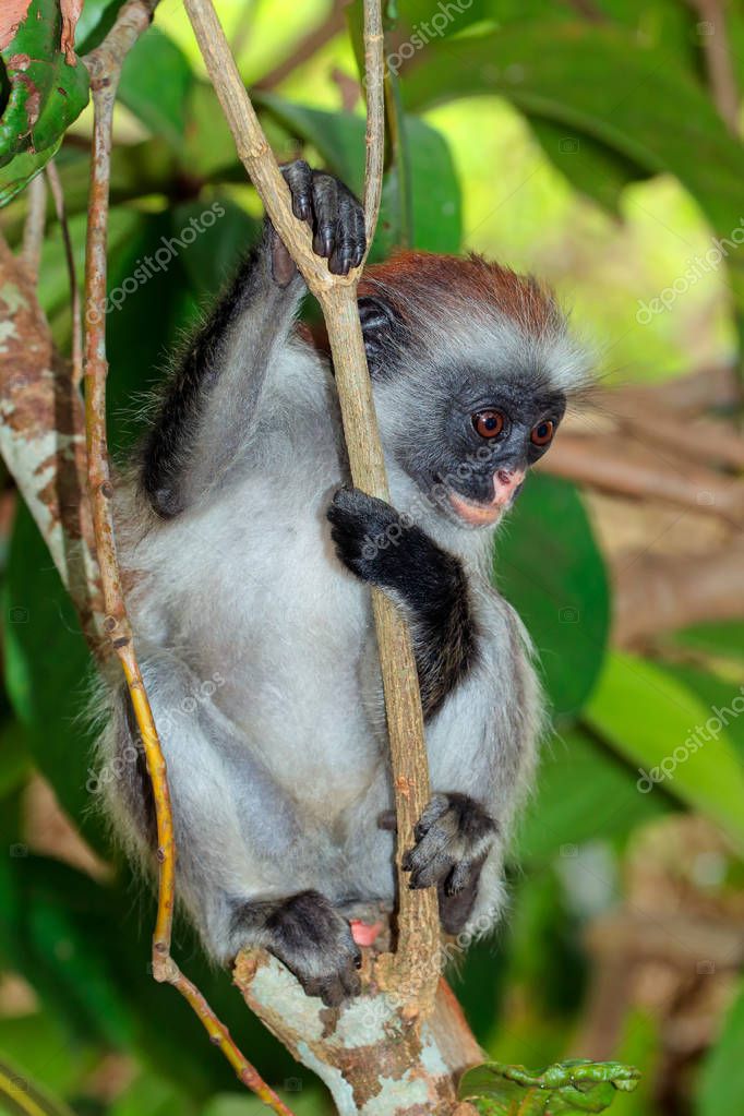 Mono colobo rojo de Zanzíbar en peligro de extinción (Procolobus kirkii ...