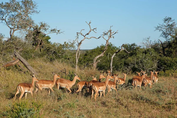 Familia de impala Stock Photos, Royalty Free Familia de impala Images ...