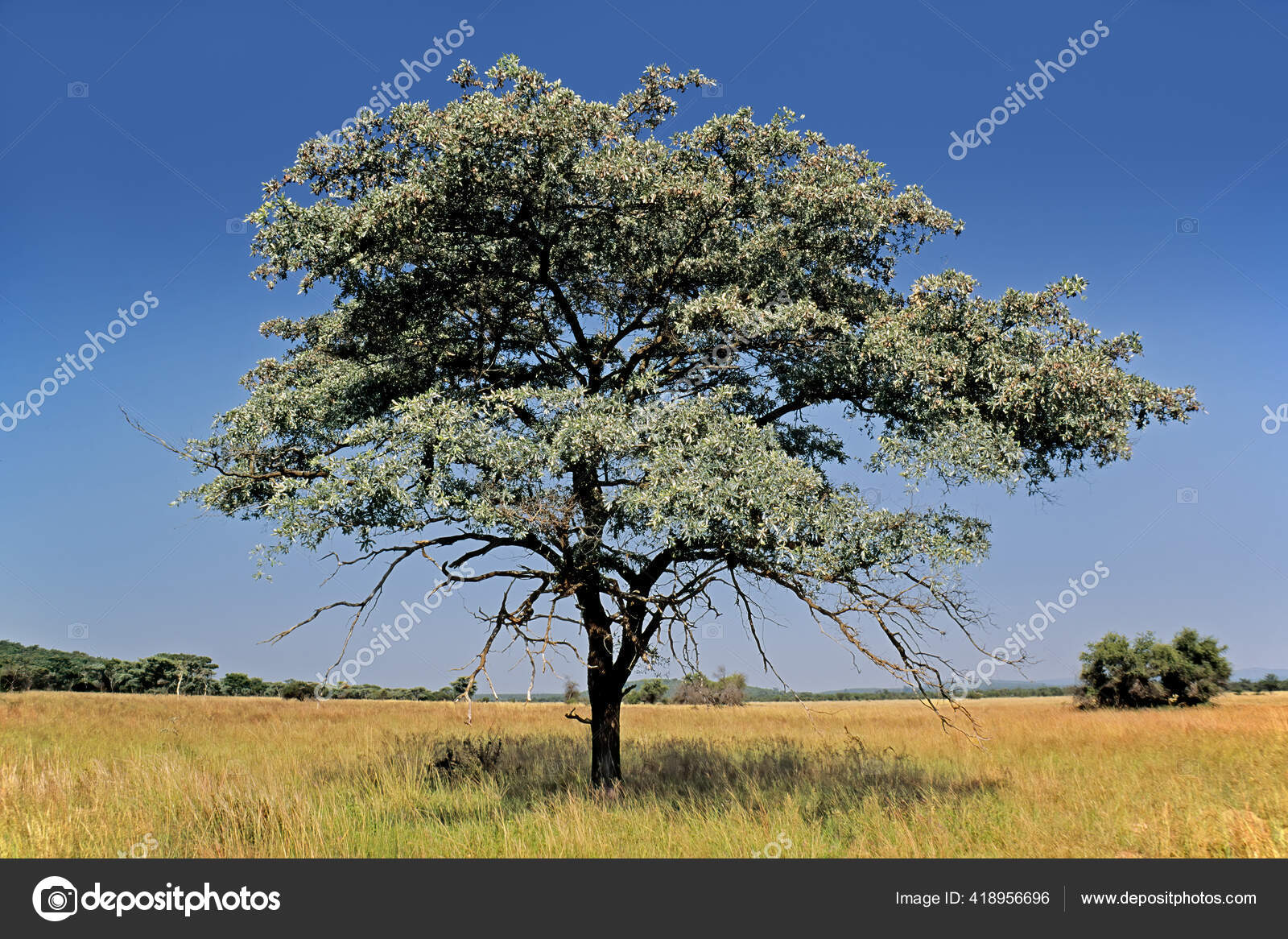 Silver Cluster Leaf Terminalia Sericea Grassland Blue Sky South Africa ...