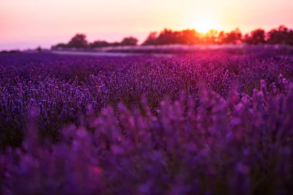 Lavender field at sunset Stock Photos, Royalty Free Lavender field at ...