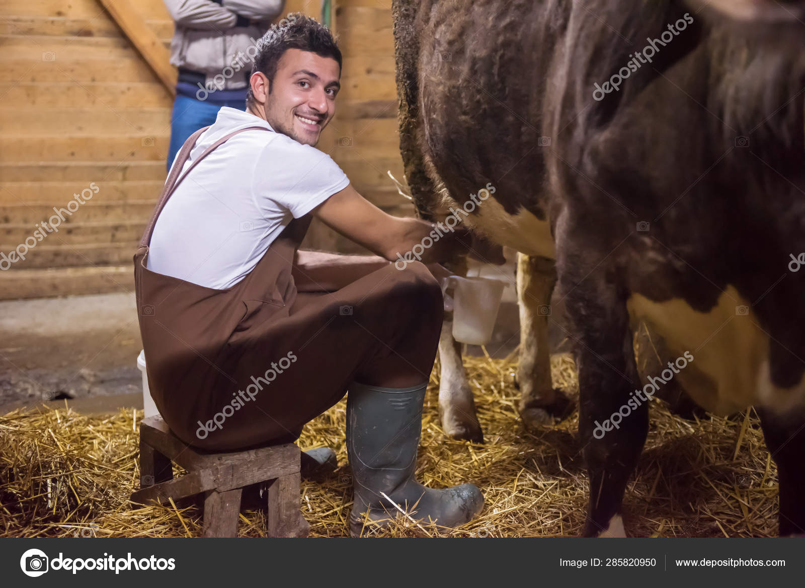 Koeien Melken Met De Hand Boer Melken Melkkoe Met De Hand