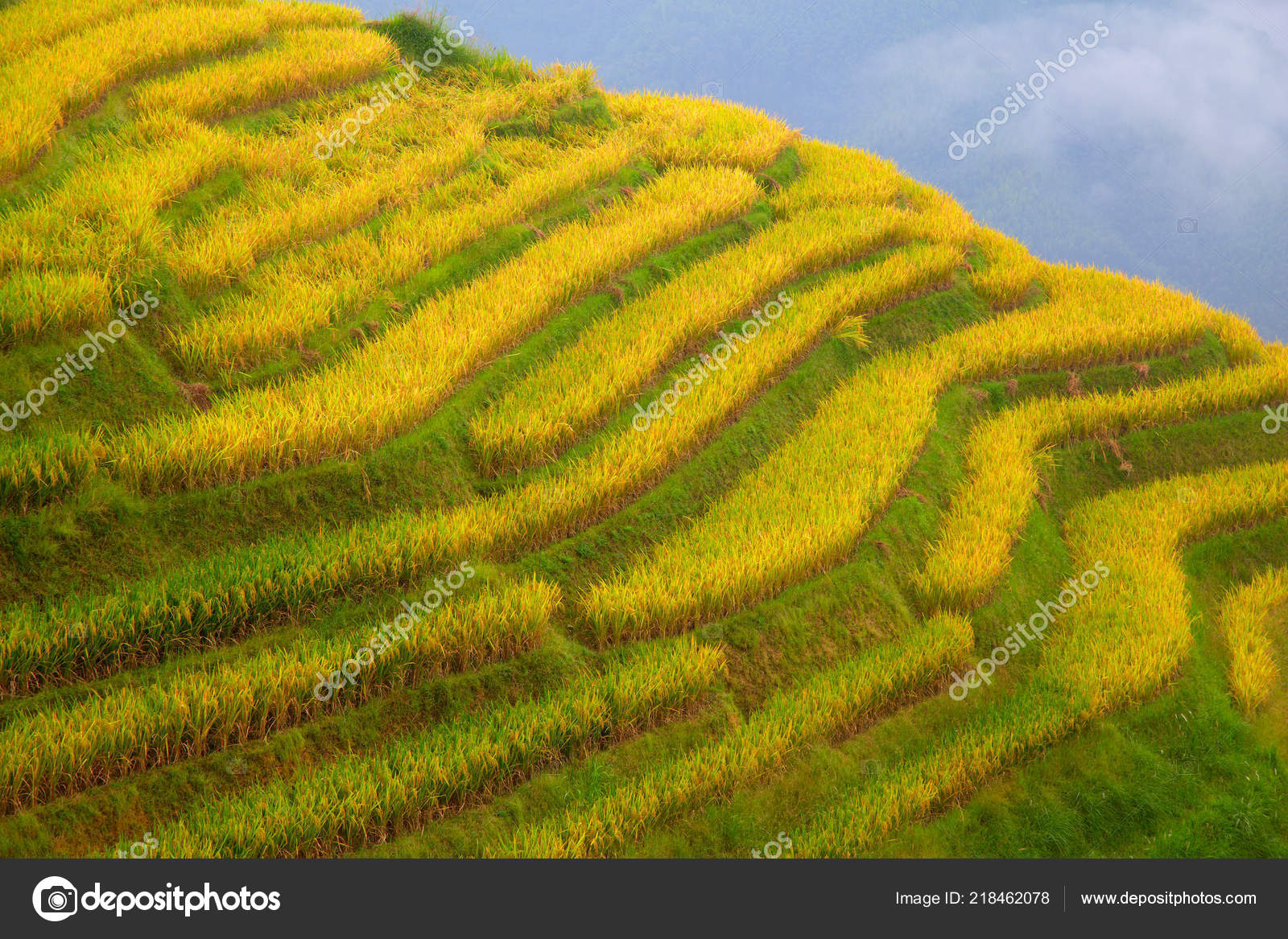 Longsheng Rice Terraces Dragon's Backbone Also Known Longji Rice ...