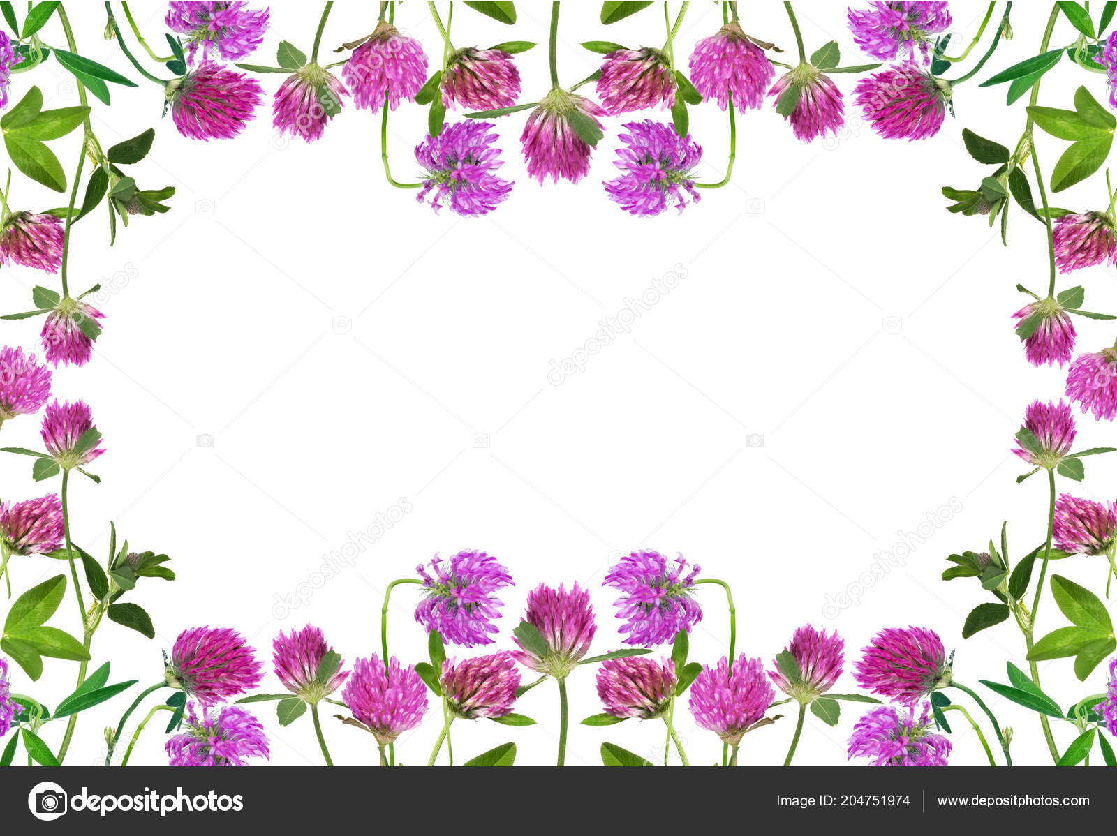 Clover Flowers Frame Isolated White Background Stock Photo by ©Dr.PAS ...