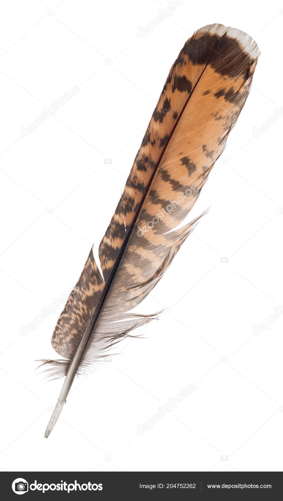 Pluma Halcón Abigarrada Aislada Sobre Fondo Blanco — Foto de stock ...