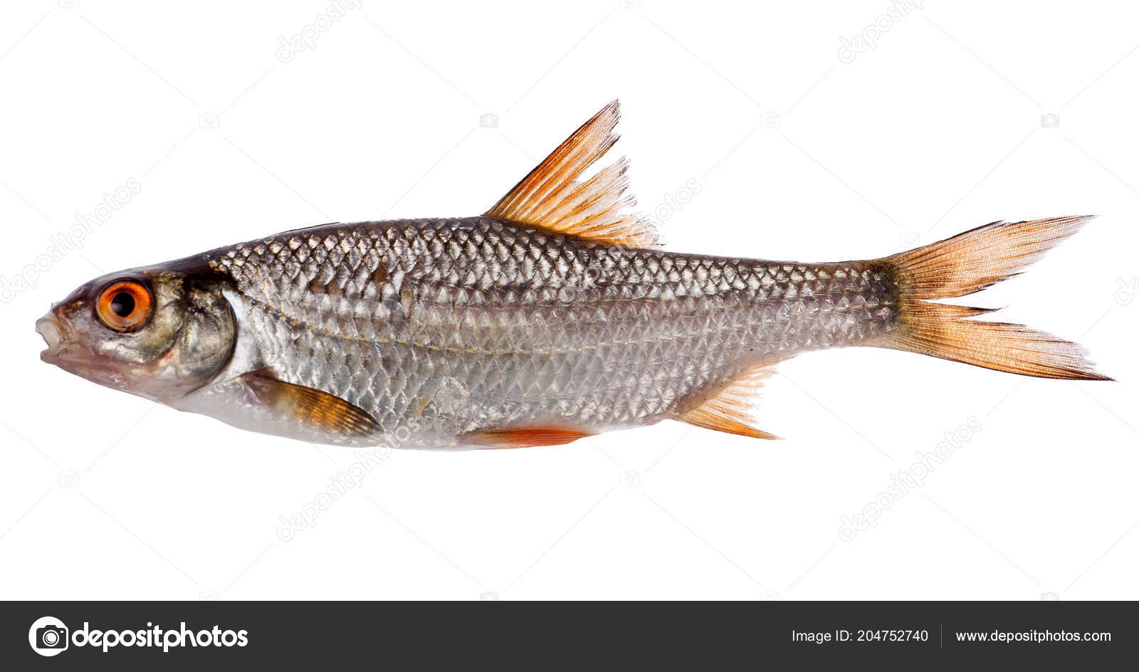 Small Roach Isolated White Background Stock Photo by ©Dr.PAS 204752740