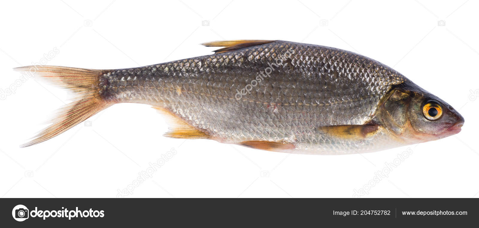 Small Light Fish Isolated White Background Stock Photo by ©Dr.PAS 204752782