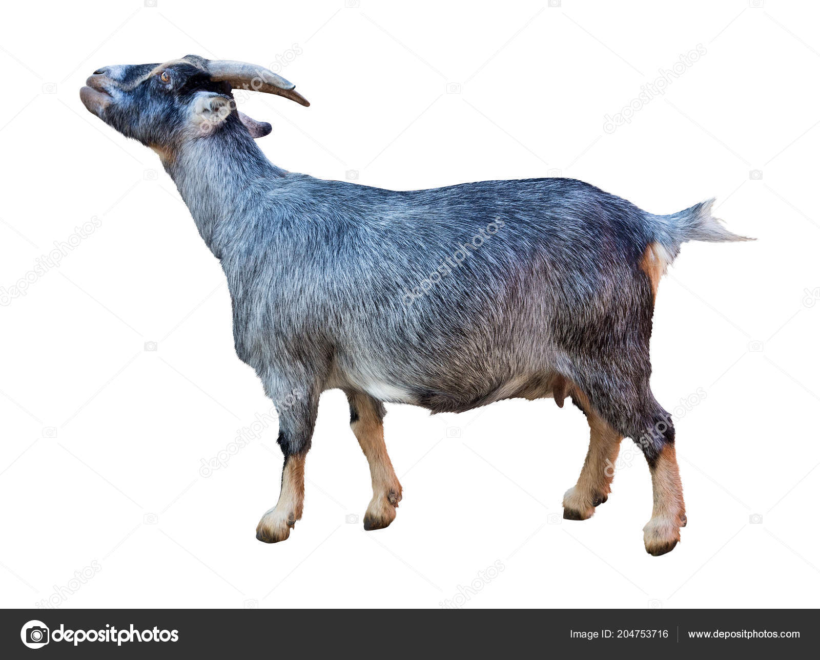 Dark Grey Goat Isolated White Background — Stock Photo © Dr.PAS #204753716