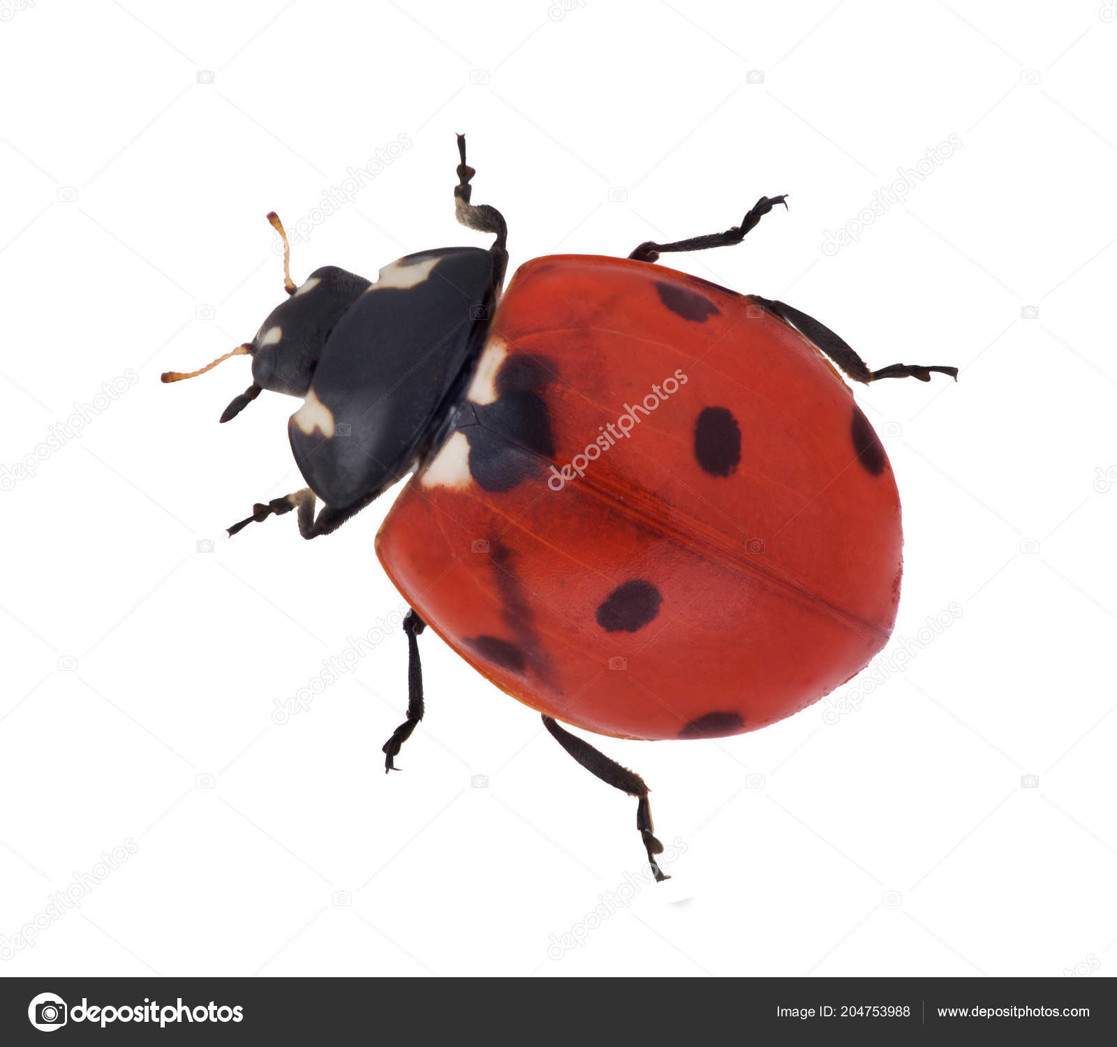 Red Ladybug Isolated White Background — Stock Photo © Dr.PAS #204753988