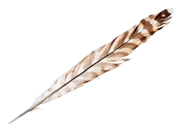 Cuckoo feather isolated on white Stock Photo by ©Dr.PAS 6651220