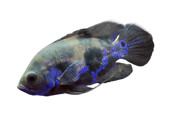 Blueberry Oscar Fish
