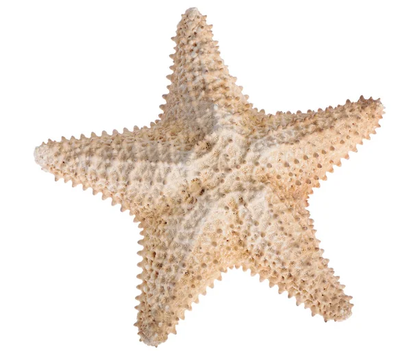 Sea star Stock Photos, Royalty Free Sea star Images | Depositphotos