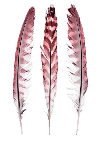 Falcon feathers Stock Photos, Royalty Free Falcon feathers Images ...