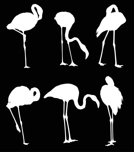Pink flamingos silhouettes — Stock Vector © Dr.PAS #84193258