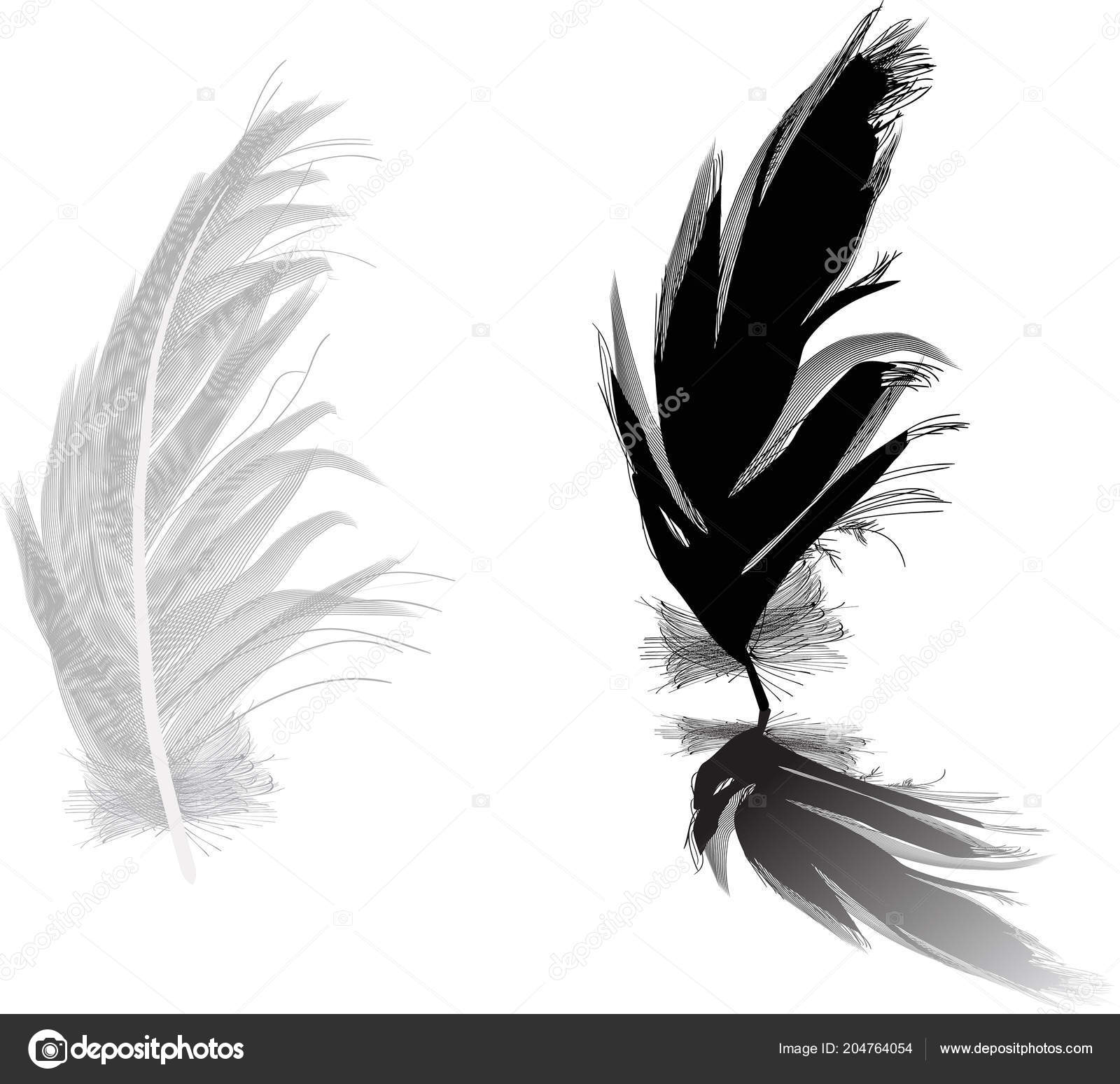 Illustration Two Feathers Isolated White Background Stock Vector Image ...