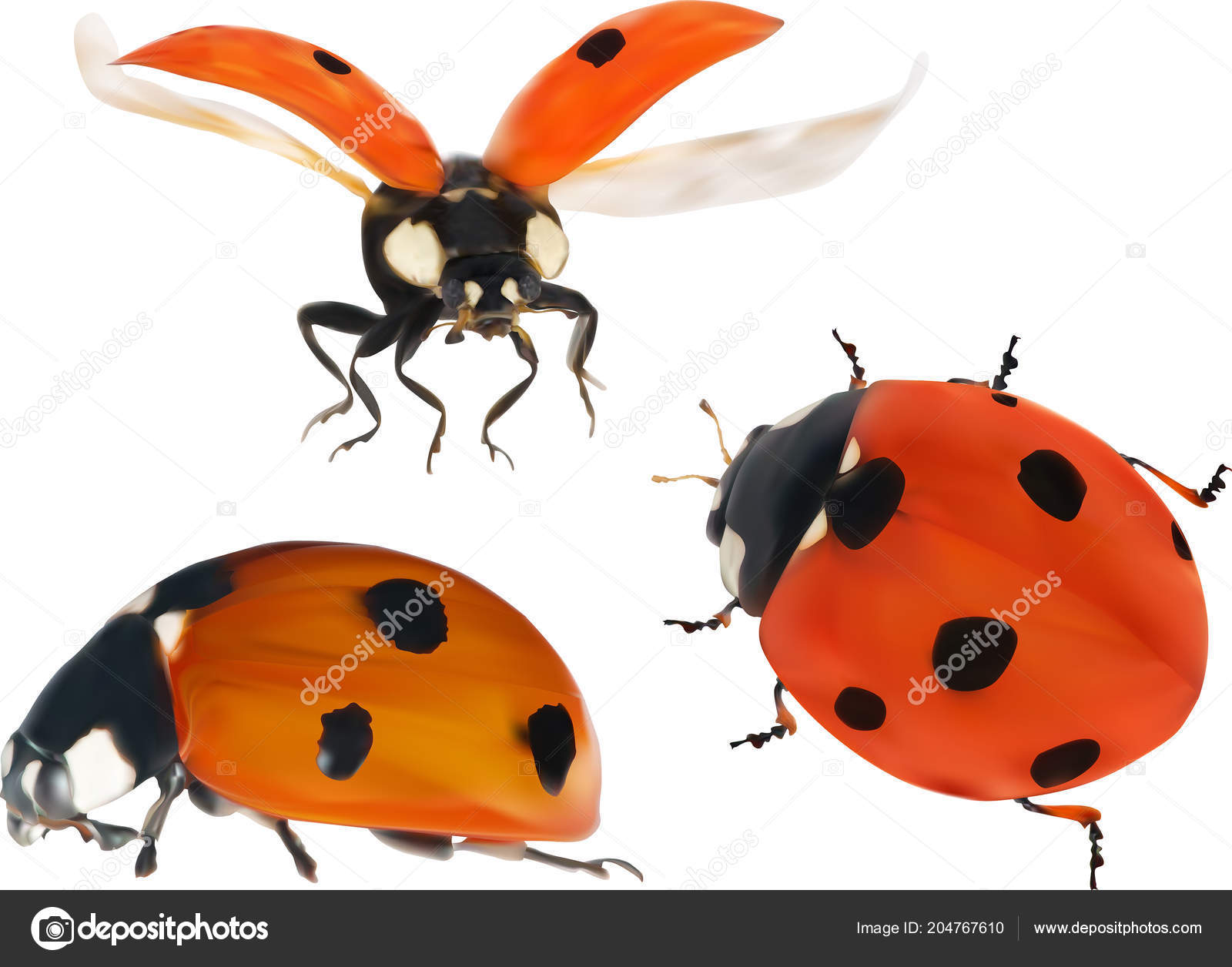 Illustration Red Ladybugs Isolated White Background Stock Vector by ©Dr ...
