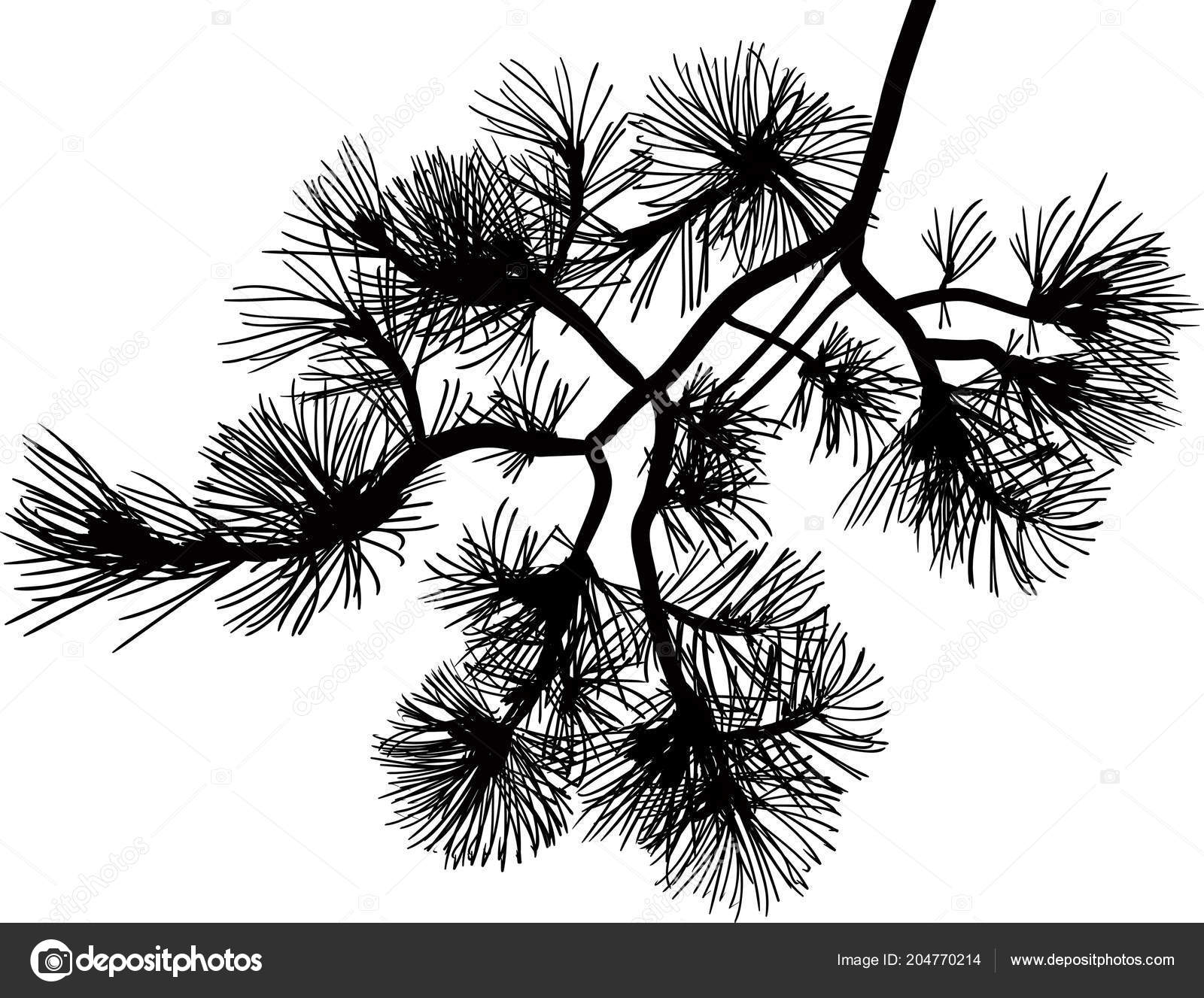 Pine Tree Branch Silhouette