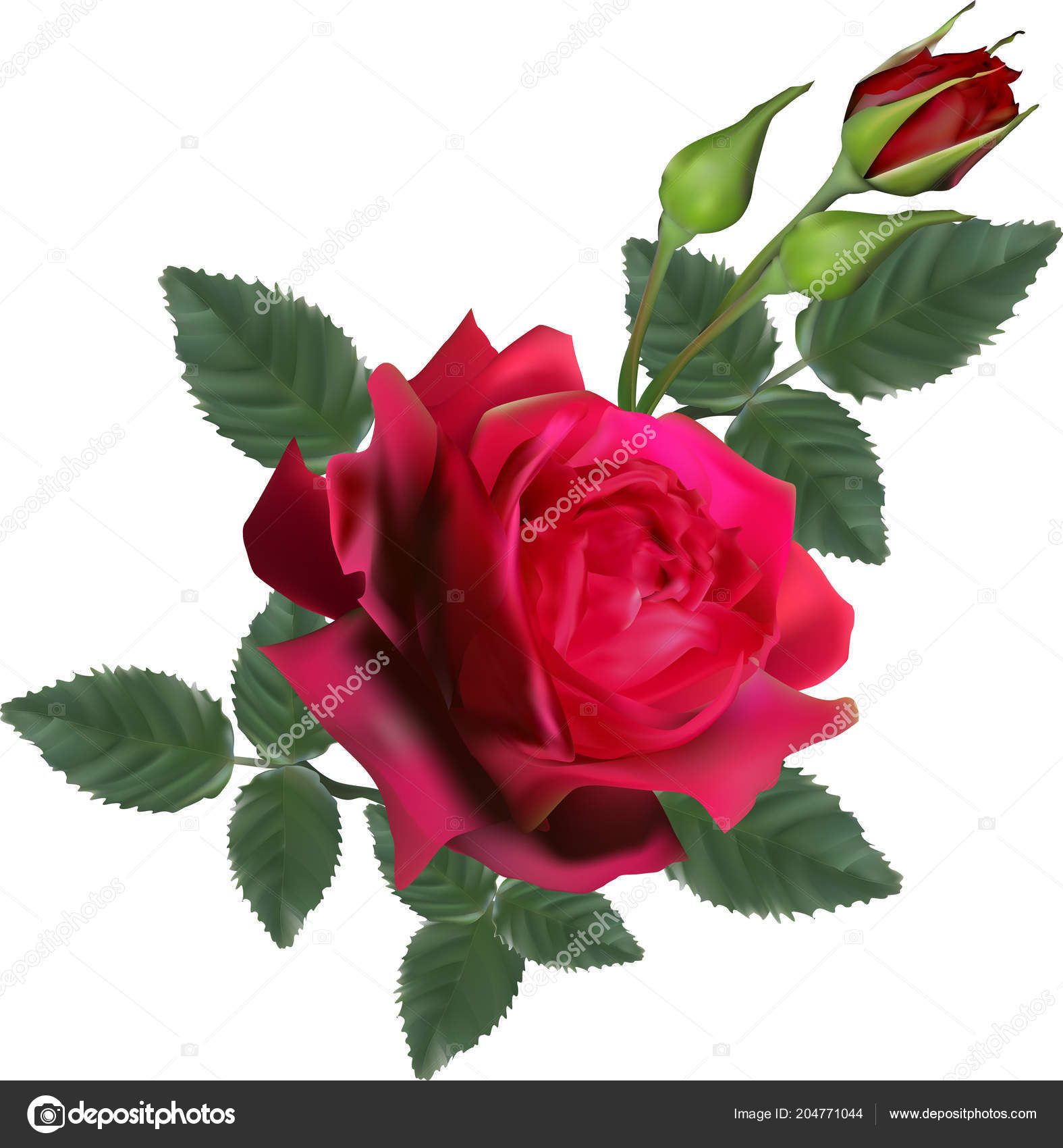 Single Red Rose Flower Photo | Best Flower Site