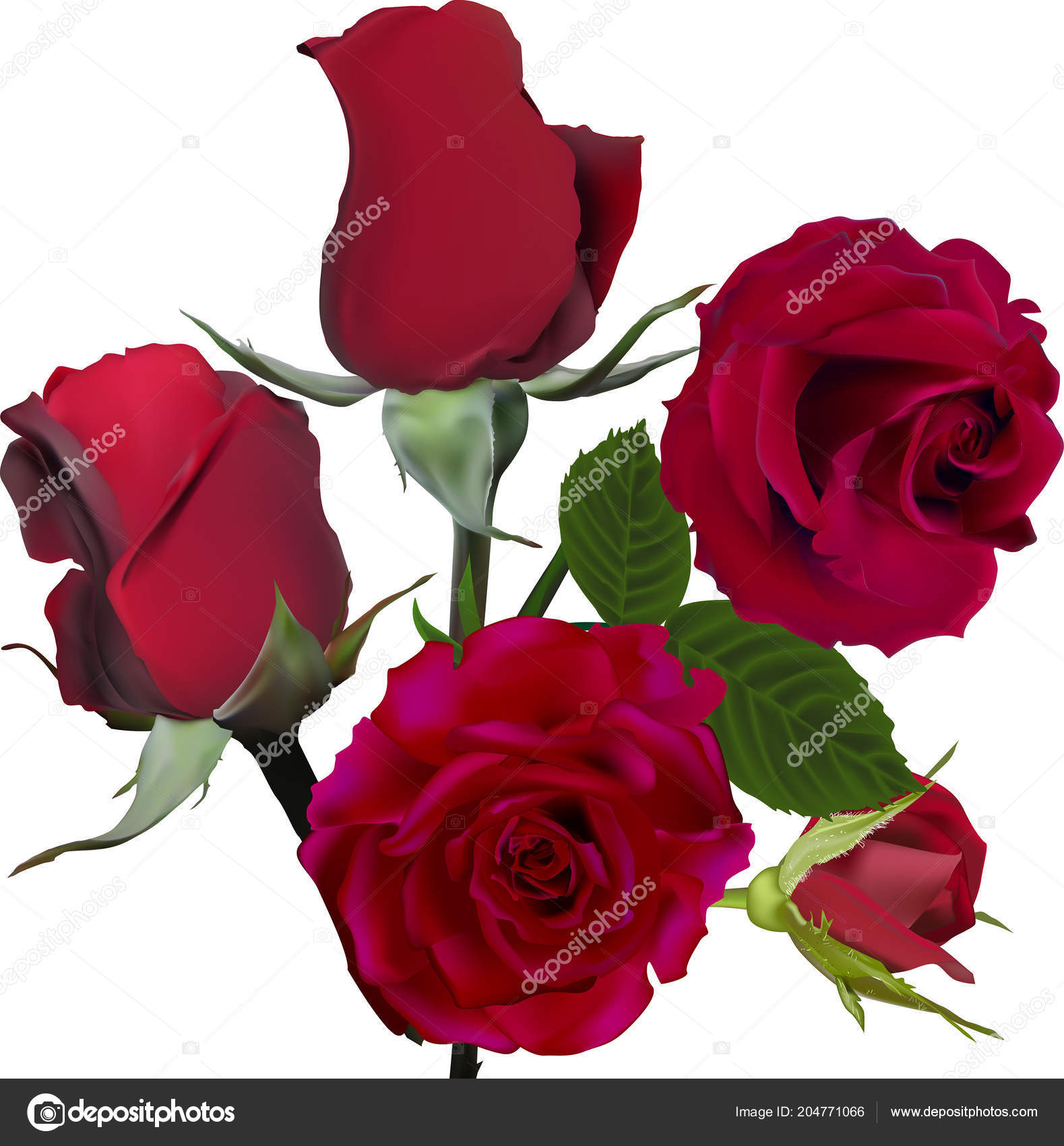 Illustration Rose Flower Isolated White Background Stock Vector Image ...