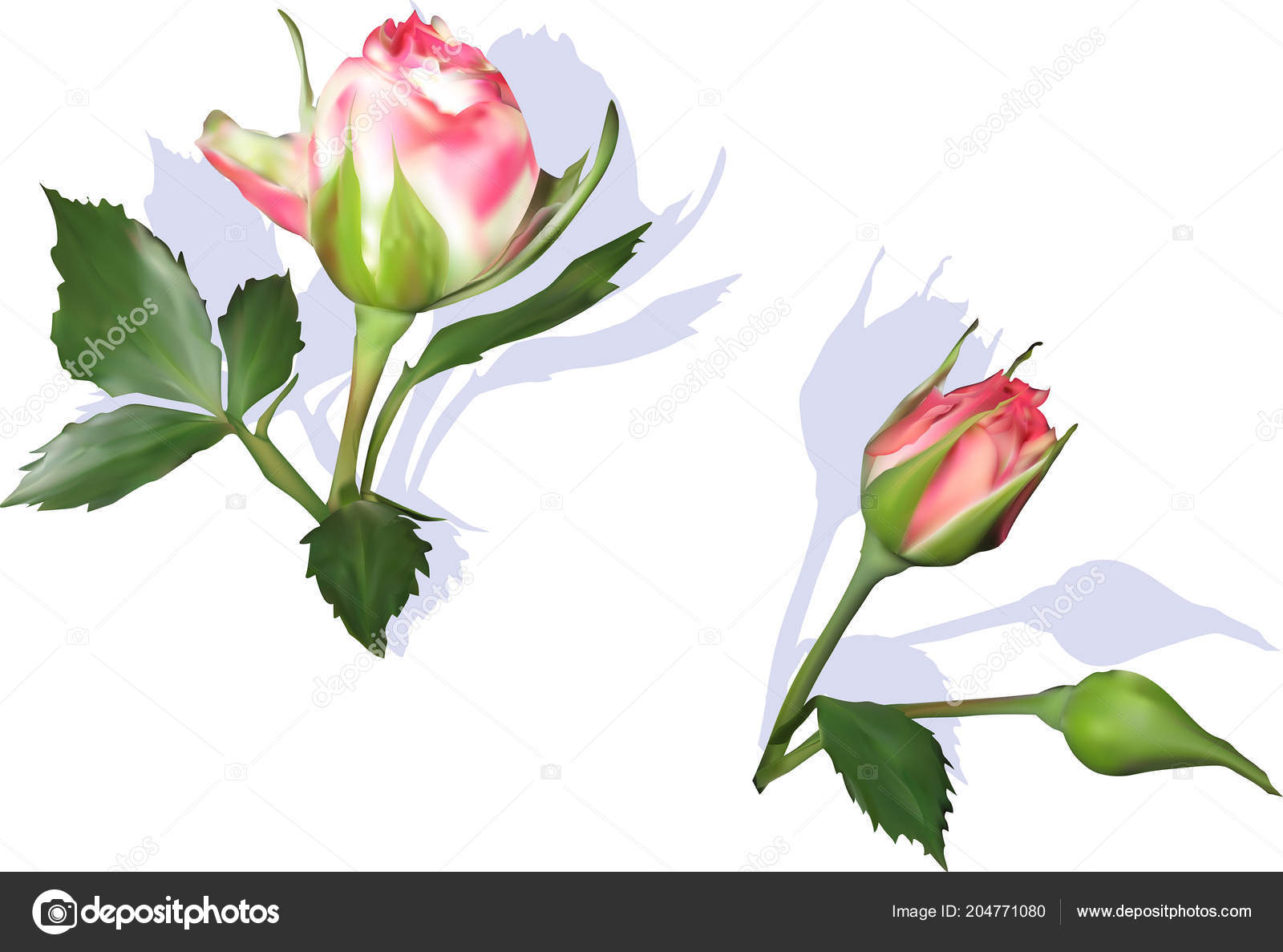 Illustration Light Roses Isolated White Background Stock Vector by ©Dr ...