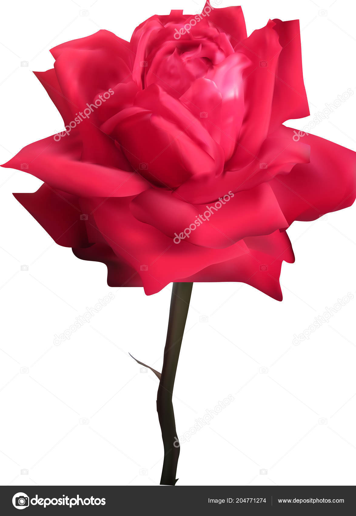 Illustration Single Red Rose Flower Isolated White Background Stock ...