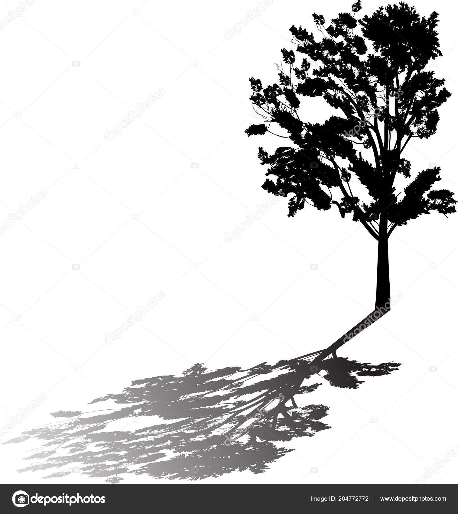 Illustration Broad Leaved Tree Reflection Isolated White Background ...