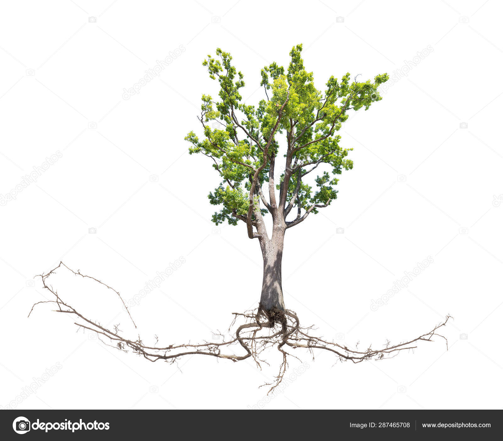 Old isolated large oak tree with long root Stock Photo by ©Dr.PAS 287465708