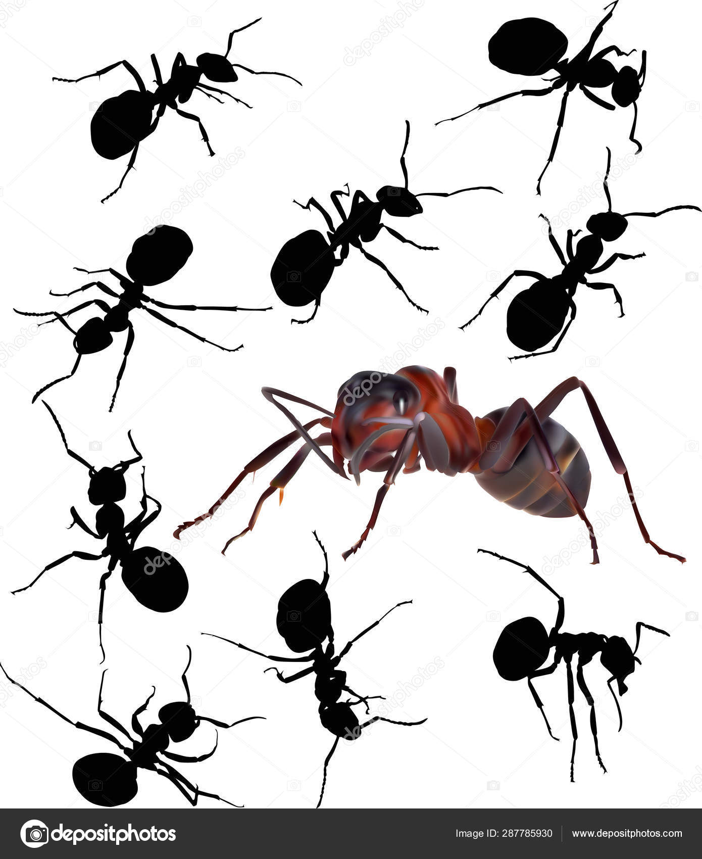 Ten ants isolated on white background Stock Vector by ©Dr.PAS 287785930