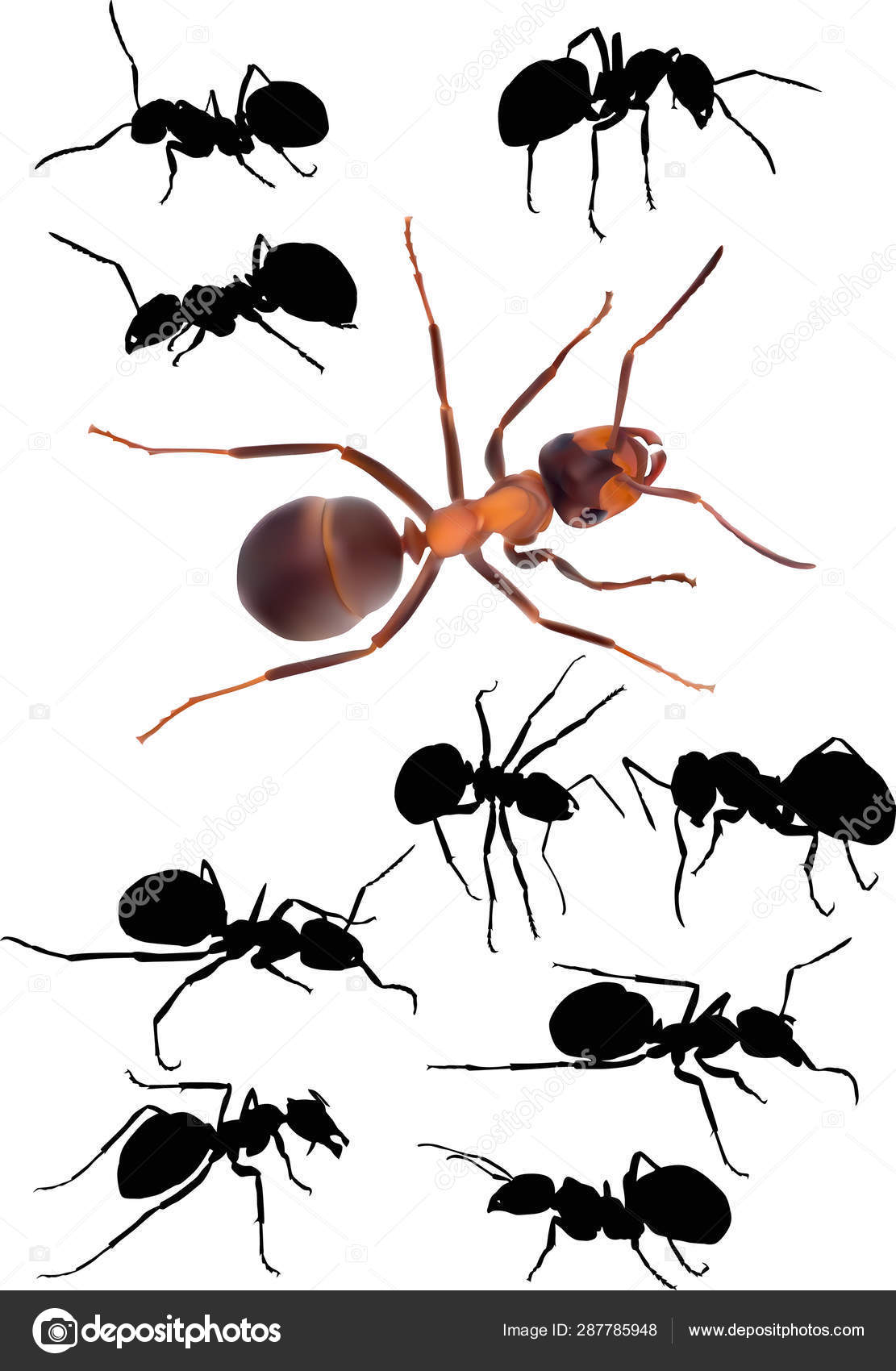 Ten ants isolated on white Stock Vector Image by ©Dr.PAS #287785948