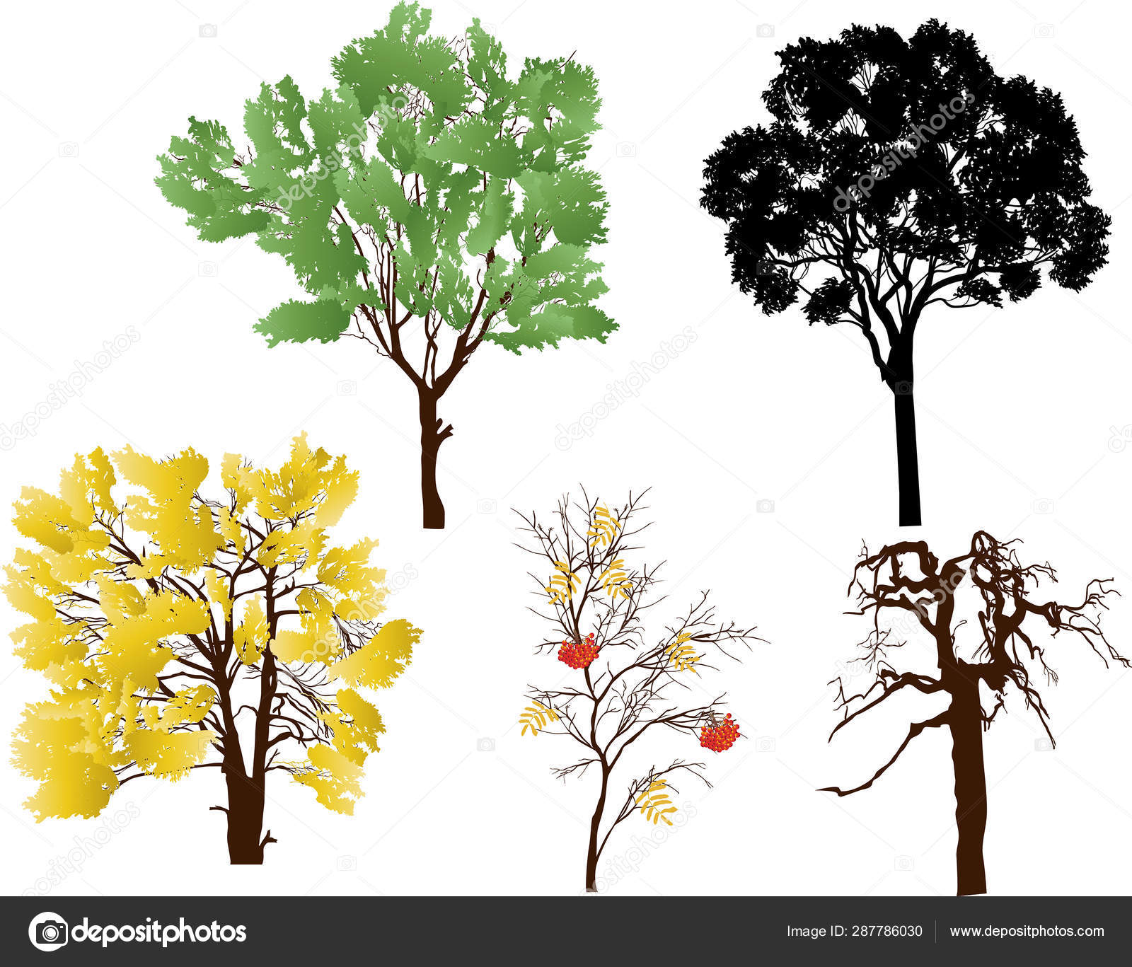 Five trees collection isolated on white Stock Vector Image by ©Dr.PAS ...