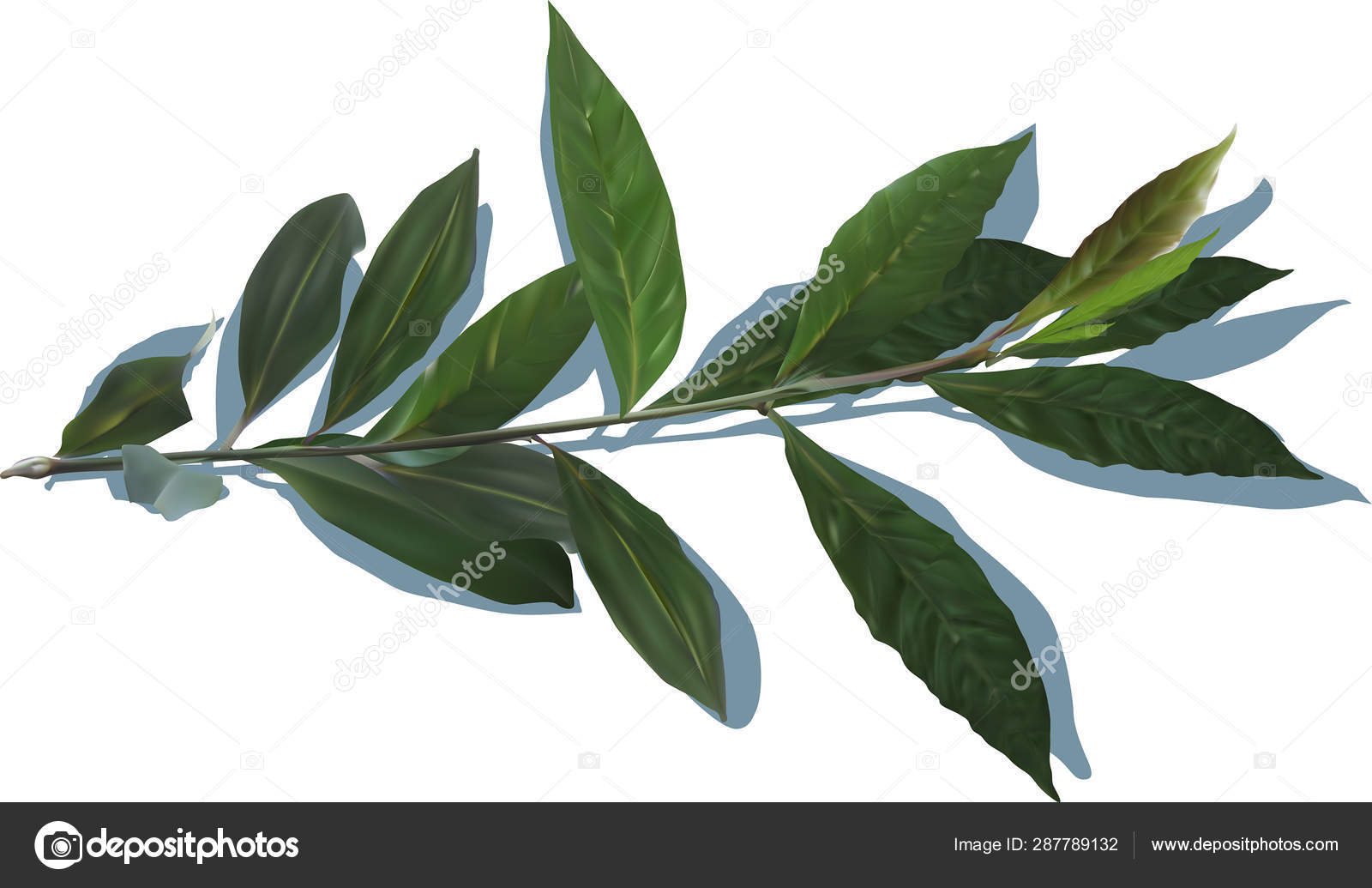Green laurel branch isolated on white Stock Vector by ©Dr.PAS 287789132